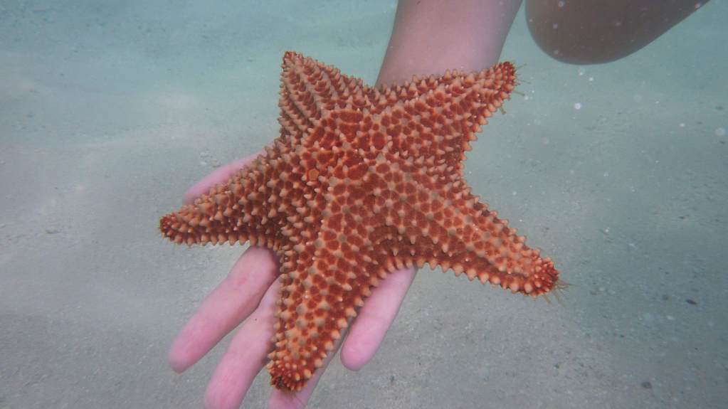 starfish « m y s e a s t o r y