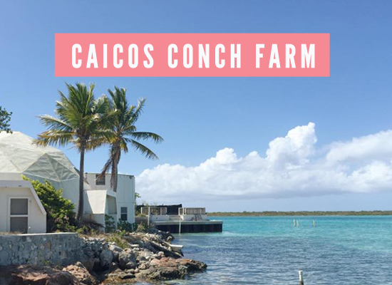 field trip to the conch farm « m y s e a s t o r y